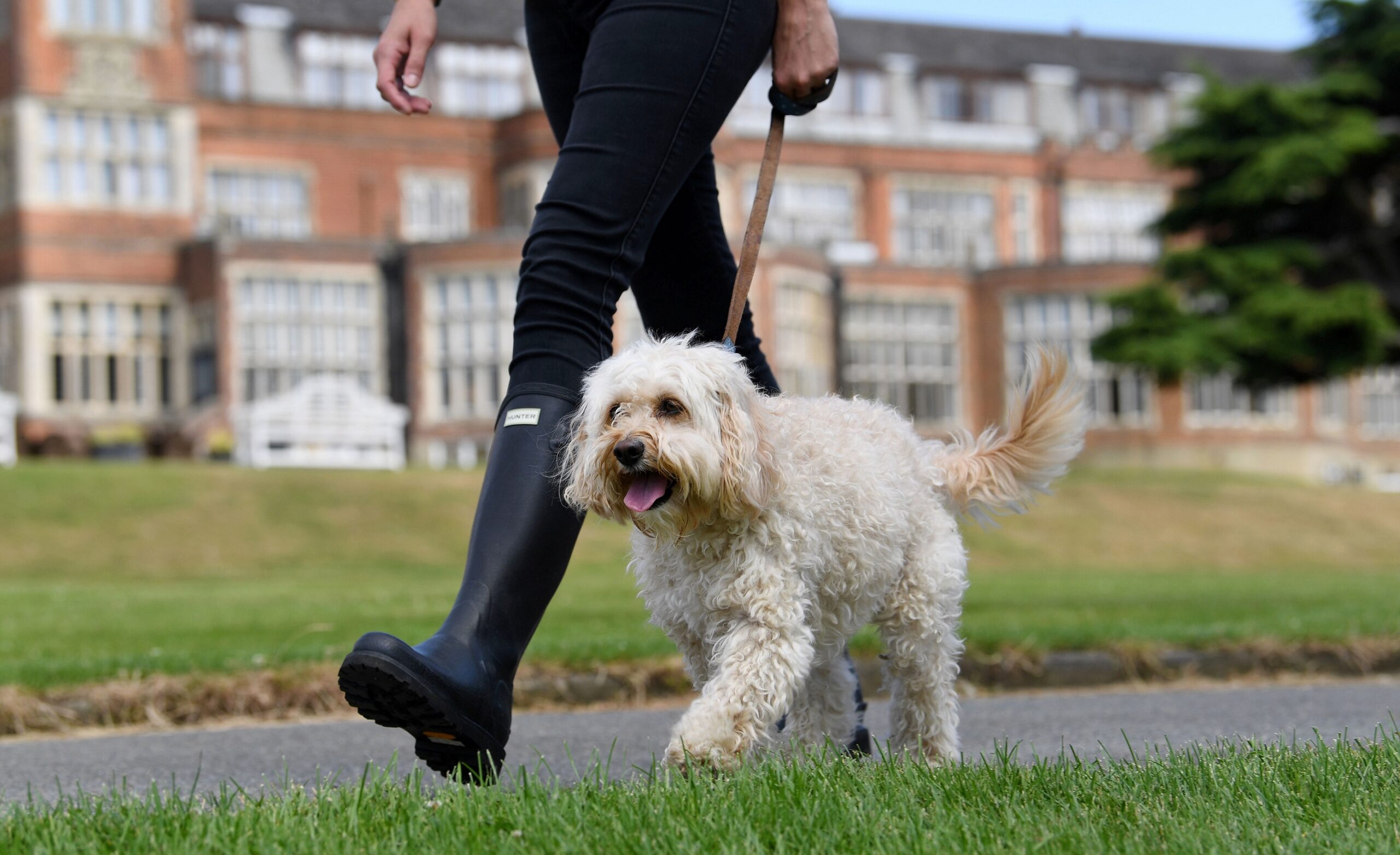 England’s favourite dog breeds of the year and what vets truly think of ...